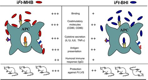 Frontiers Differential Cultivation Of Francisella Tularensis Induces
