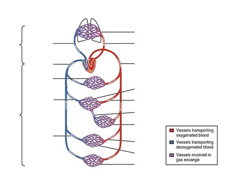 Systemic Circulation Diagram Quizlet