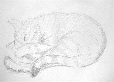 Cat Sleeping Sketch At Explore Collection Of Cat
