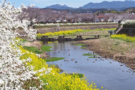 春の大上戸川 by KUNCHI ID11657689 写真共有サイト PHOTOHITO