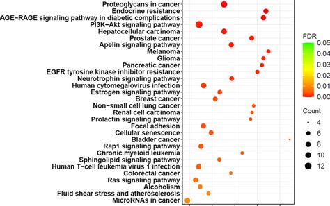 Bubble Plot Of The Top 30 Enriched KEGG Pathways For MiR 206 Using
