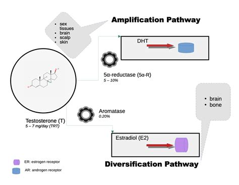 The Unique Benefits Of Testosterone For Male Physiology Meso Rx