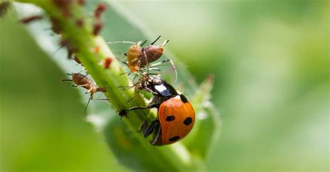 What Insects Do Ladybugs Eat Chicago Land Gardening