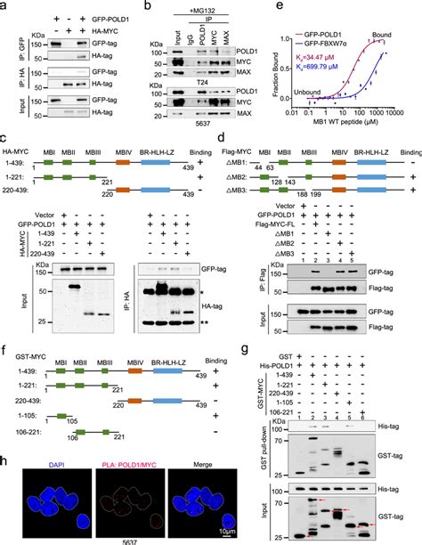 Pold1 Is A Direct Binding Partner Of Myc A Western Blot Analysis Of