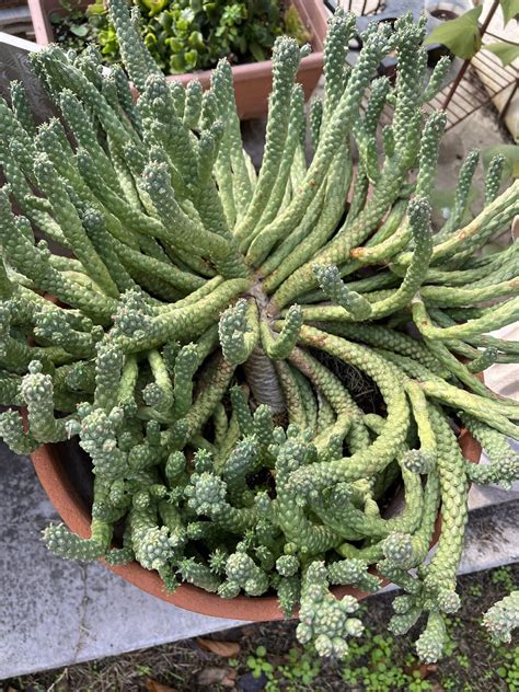 Does Anyone Know What Medusoid Species This Is Ive Tried Searching