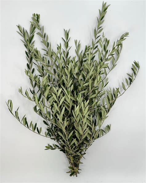 Olive Leaf Bunches Quality Growers Floral Company