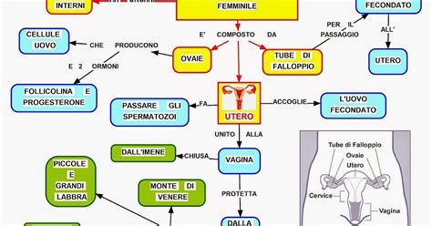 Mappa Concettuale Apparato Genitale Femminile •