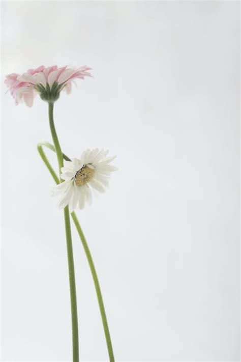 Florsgêmeas 거베라 거베라 데이지 고요한 고행자 깨끗한 꽃 꽃 사진 꽃무늬 꽃잎 단순함 데이지 두