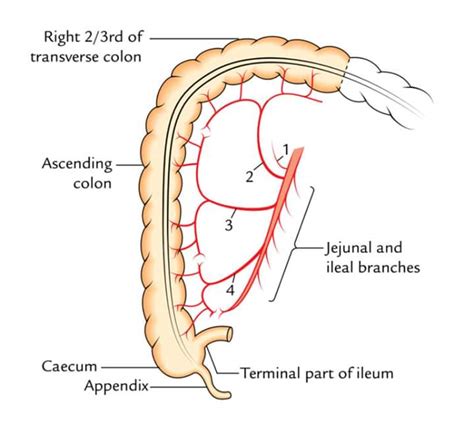 Branches Of Superior Mesenteric Artery