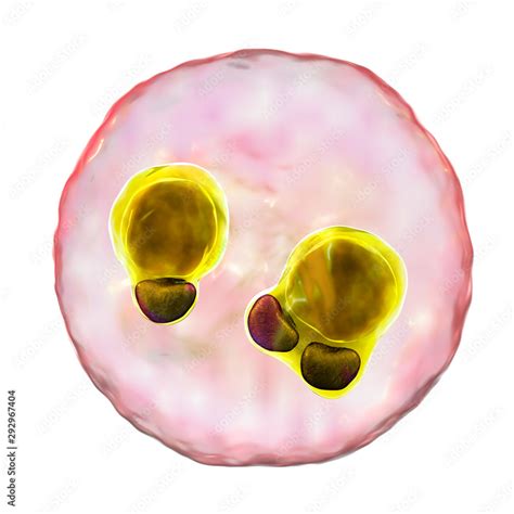 The Malaria Infected Red Blood Cell 3d Illustration Showing Ring Form