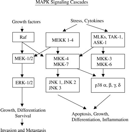 Schematic Representation Of Mammalian MAPK Signaling Cascades The