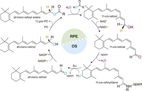 Shedding New Light On The Generation Of The Visual Chromophore PNAS