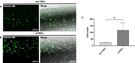 Figure 6 From Development Of An In Vitro Blood Vessel Model Using