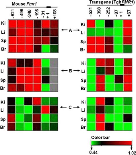 Comparison Of Nucleosome Occupancy In Mouse Fmr1 And Transgene