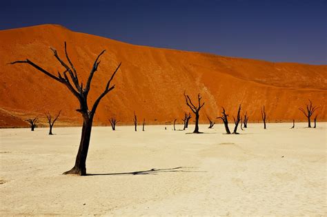 Tapety stromy krajina západ slunce písek poušť Afrika Sahara