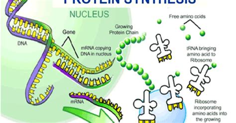Humerus Revelations Of The Naked Ape Understanding Protein Synthesis