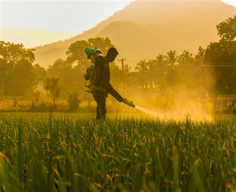 नॅनो खताचा वापर करा उत्पादकता वाढवा Use Nano Fertilizer Increase