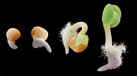 Germinating Seed Sem 2 Photograph By Power And Syred Fine Art America