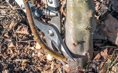 Dammann S Garden Company How To Manage Tree Suckers