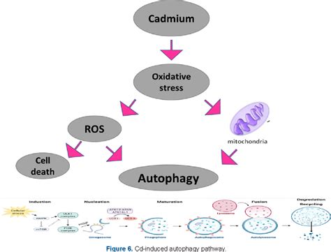 Figure From An Overview Of The Mechanisms Of Cadmium Induced Toxicity In The Male Reproductive