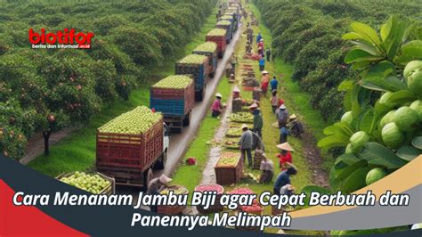 Cara Menanam Jambu Biji Agar Cepat Berbuah Dan Panennya Melimpah Biotifor