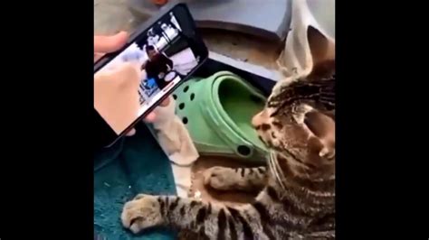 Cat Enjoying Viral Vibing Cat Video Makes For A Hilarious Watch