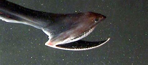 The Pelican Eel Critter Science