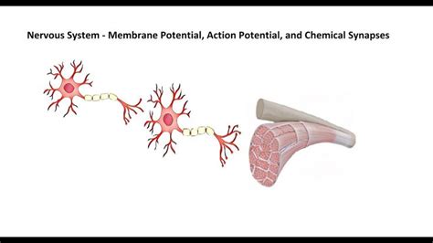 Nervous System Ii Membrane Potential Action Potential And Chemical