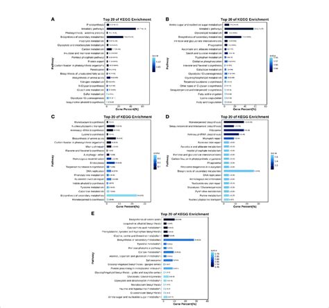 Kegg Analysis Of Different Modules A E Twenty Most Enriched Kegg