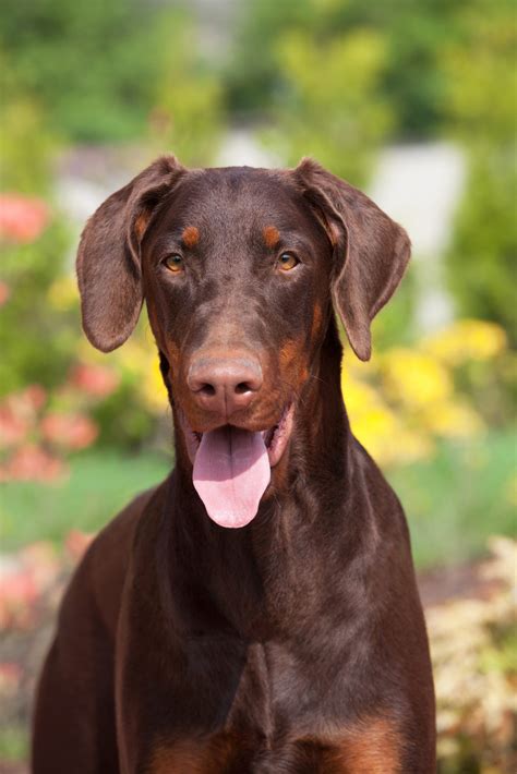 Dobermann Futtermenge Größe Gewicht Temperament And Mehr