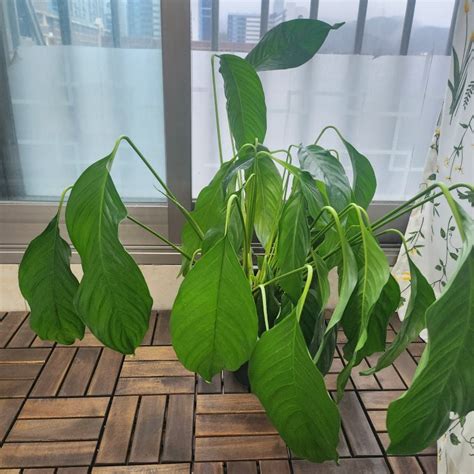 식물 물 주기 궁금합니다 지식in