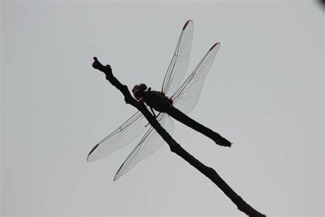 Premium Photo Close Up Of Grasshopper Against Clear Sky