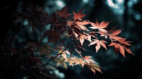 印度日本楓葉 背光秋葉 負片風格高清攝影照片 棕色的背景圖片和桌布免費下載