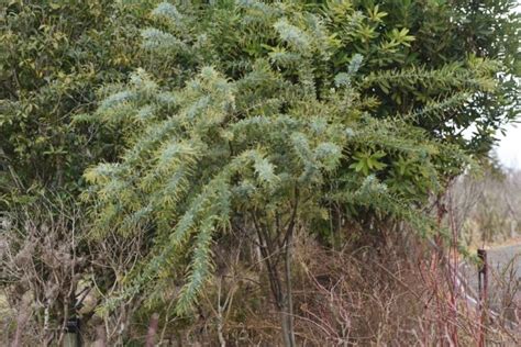 TV Personality Danny Clarke On His Most Loved Trees For Small Gardens Horticulture Magazine