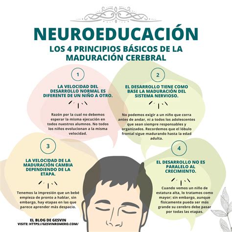 Solution Mapa Mental Sobre Las Etapas De Maduracion D