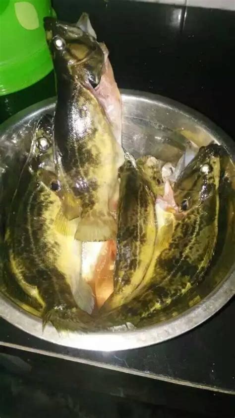 放暑假了釣魚是農村孩子最愛幹的事 每日頭條