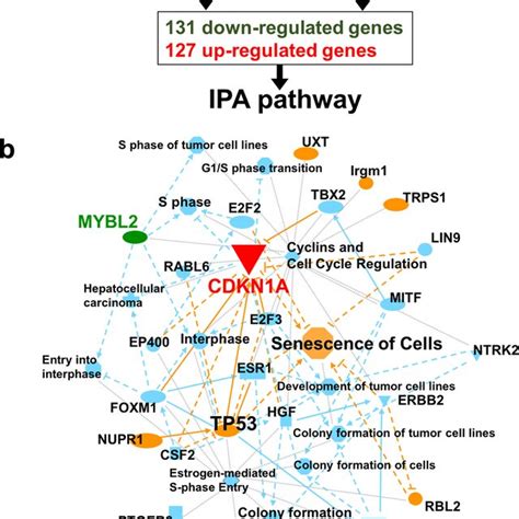 graphical summary and network analysis by ipa pathway using genes