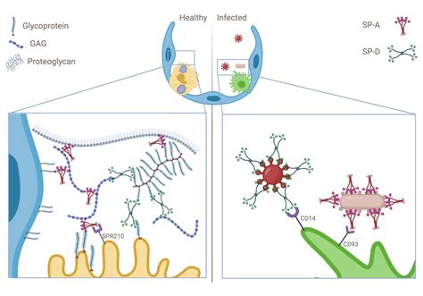 Multivalent Calcium Independent Binding Of Surfactant Protein A And D