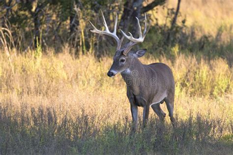 10 Point Whitetail Buck Deer Stock Image Image Of Deer Wildlife