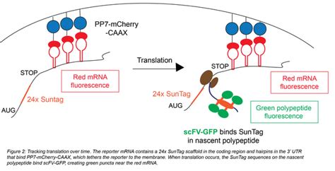 Visualizing Translation At The Single Molecule Level