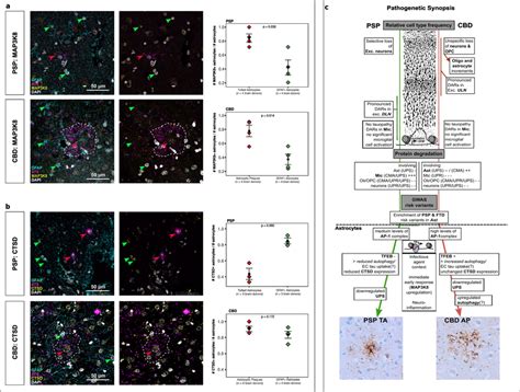 Tf Target Gene Validation And Synopsis Of Pathogenesis A Download