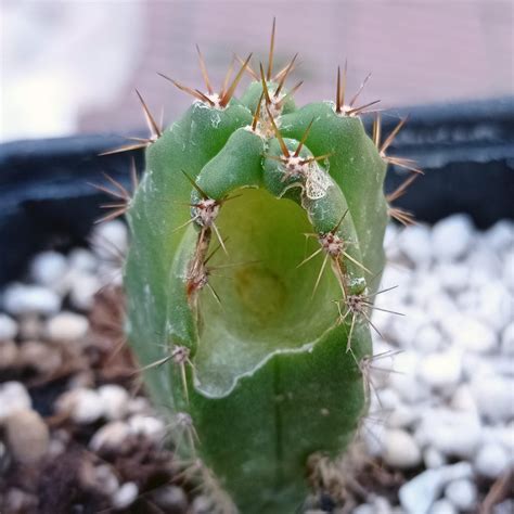 Cacti Morphology The Key Parts Of A Cactus Freaky Cacti