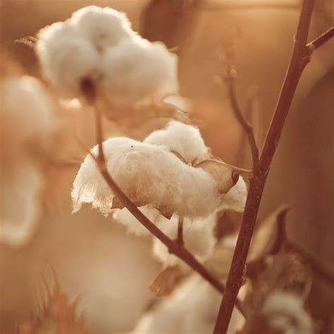 Why Organic Cotton Organic Cotton Organic Cotton