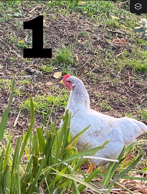 Can Someone Help Me Sex My 12 Week Old Easter Eggers Please Rchickens