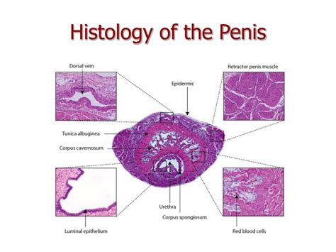 Ppt Male Anatomy Powerpoint Presentation Id5970012