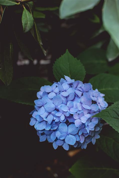 99 Hình ảnh Hoa Cẩm Tú Cầu đẹp Nhất Và ý Nghĩa Hoa Cẩm Tú Cầu Top 10