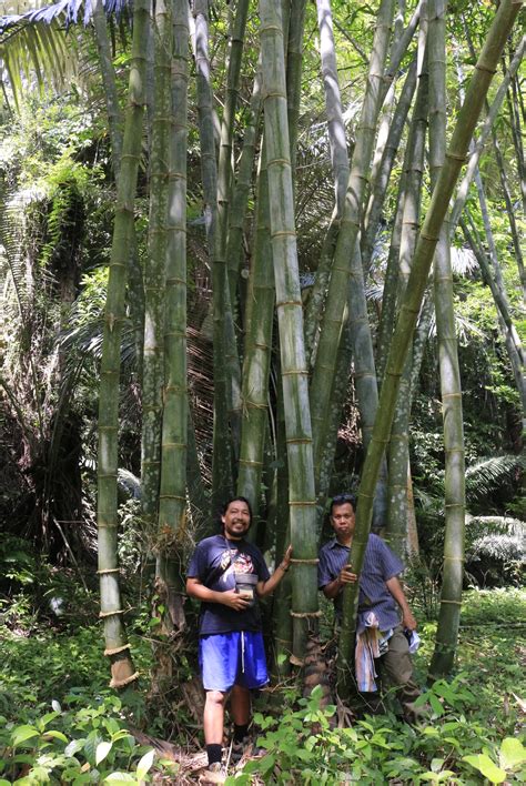Andaman Bamboo