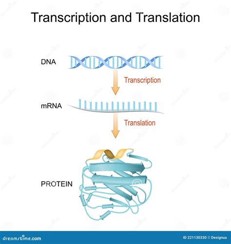 Dna Rna Mrna And Protein Synthesis Difference Between Transcription And Translation Stock