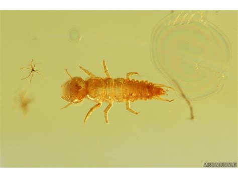 Rare Aquatic Beetle Larva Coleoptera Fossil Inclusion Baltic Amber