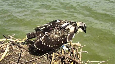 Osprey Nest Chesapeake Conservancy Cam 08 01 2018 122624 132625